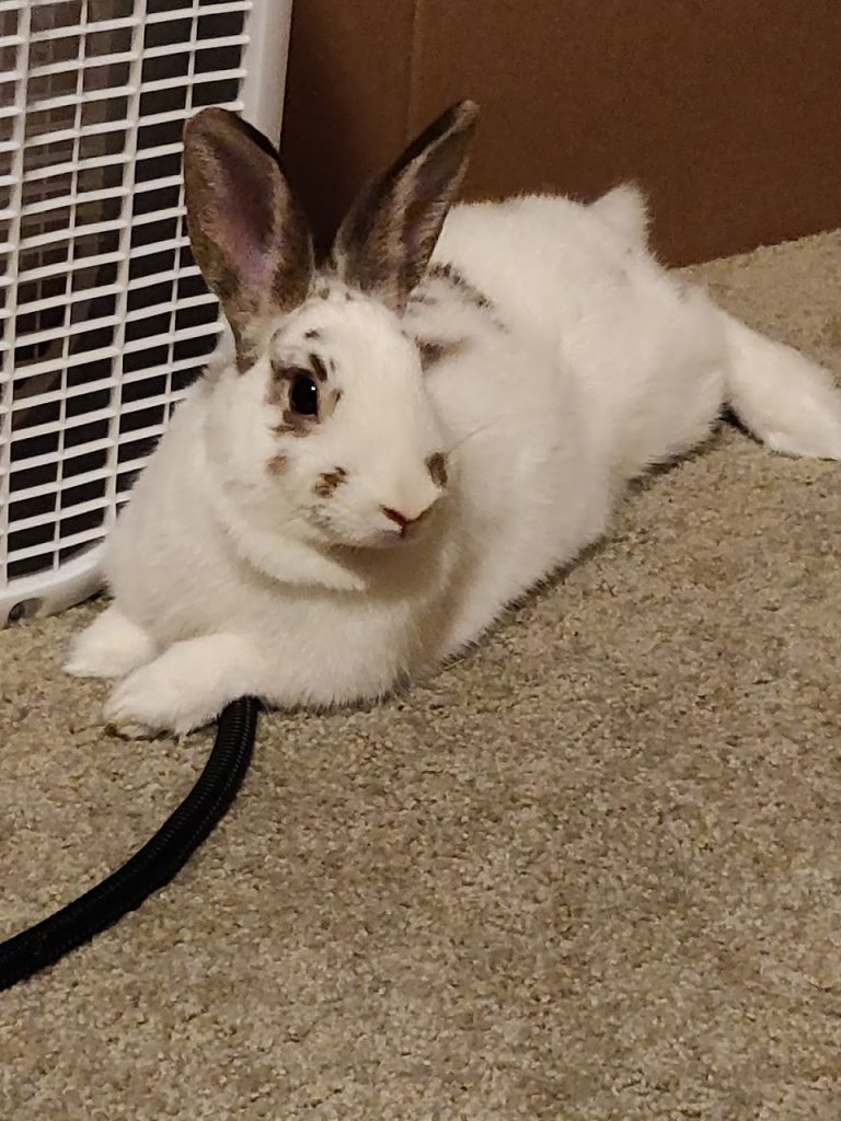 Bunny Behavior: What Their Body Language Says About Your Bun! – House ...