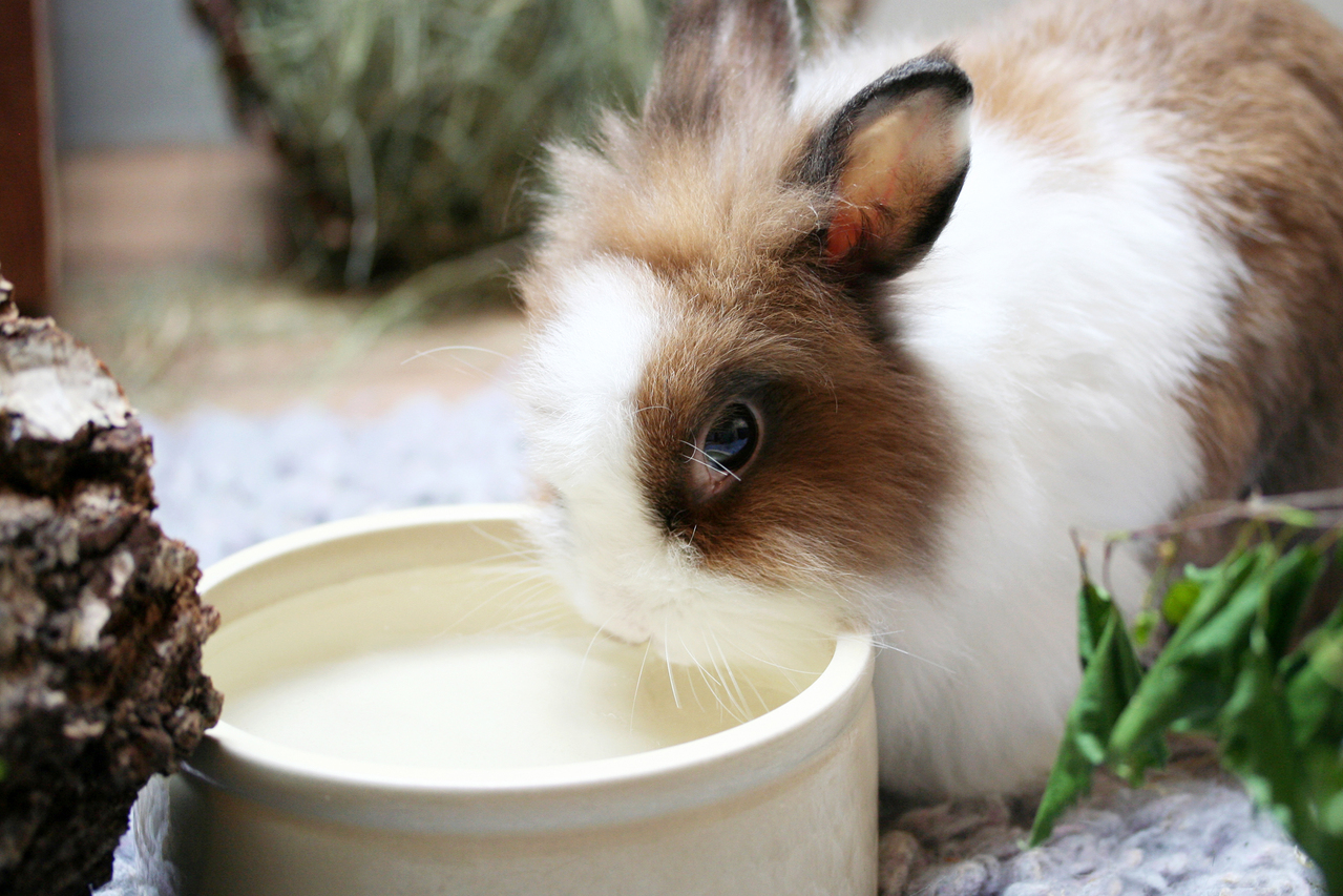 All Different, All Cute!: 5 Popular Bunny Breeds – House Bunny Central