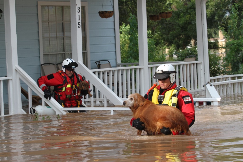 Shelters to the Rescue » Shelters to the Rescue